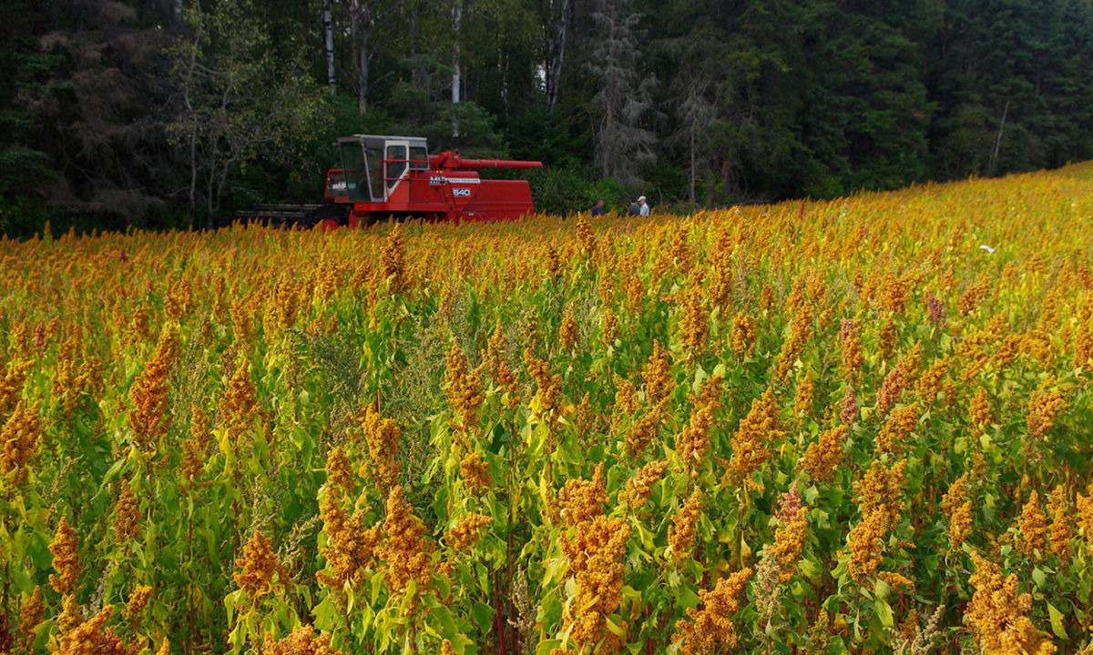 Quinoa cultivation in The Netherlands! - EUROSPECHIM